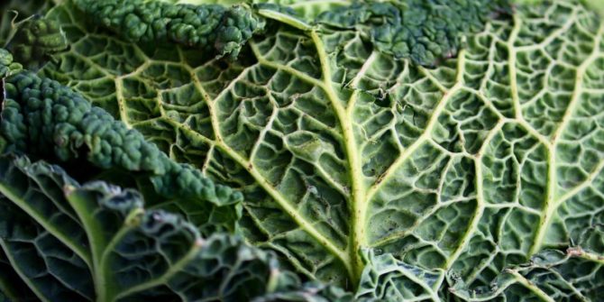 What Is "Cabbaged" and How Did We Start Using It to Mean Drunk ...